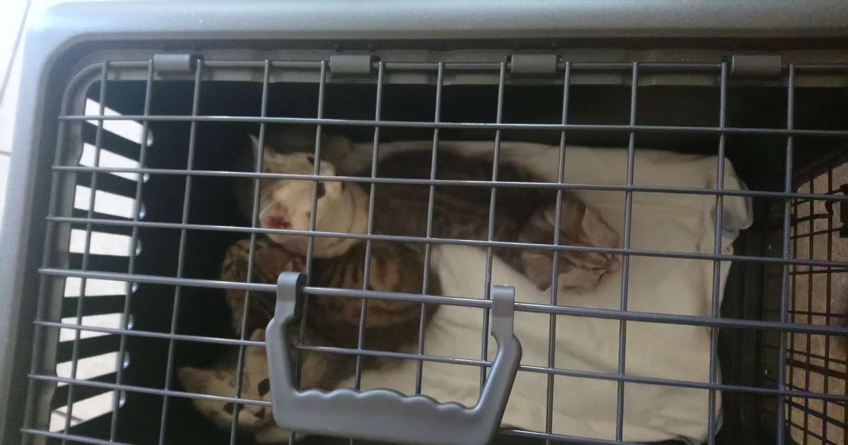 Dr. med. vet. Edda Kny | Tierarzt in Rathenow | Spatz